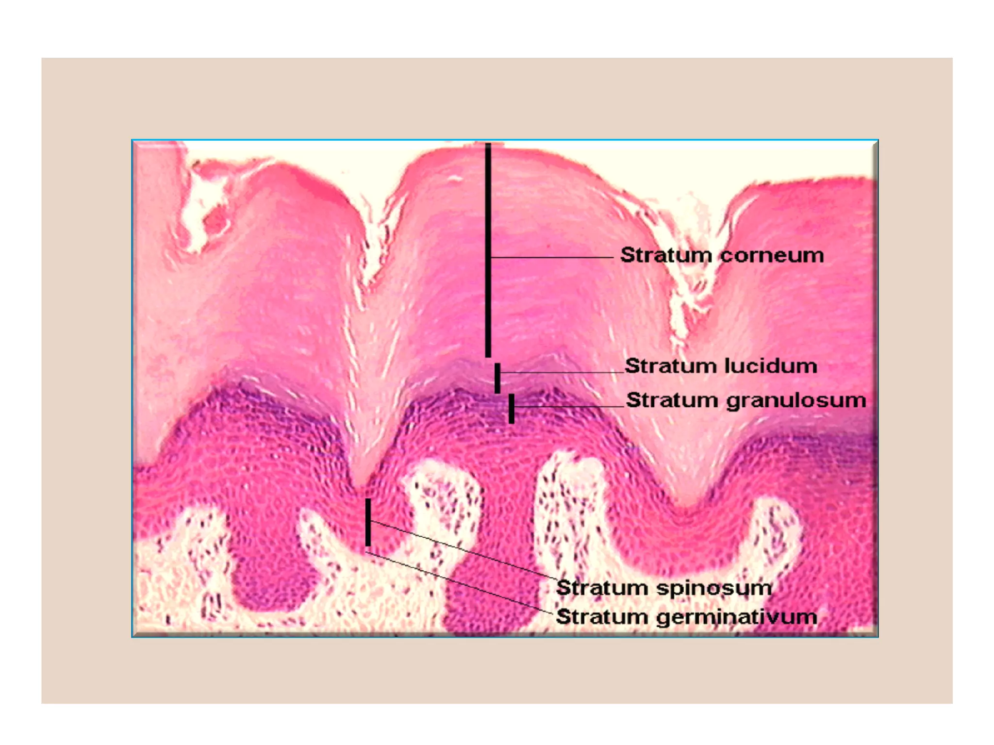 Skin & its appendages | PDF