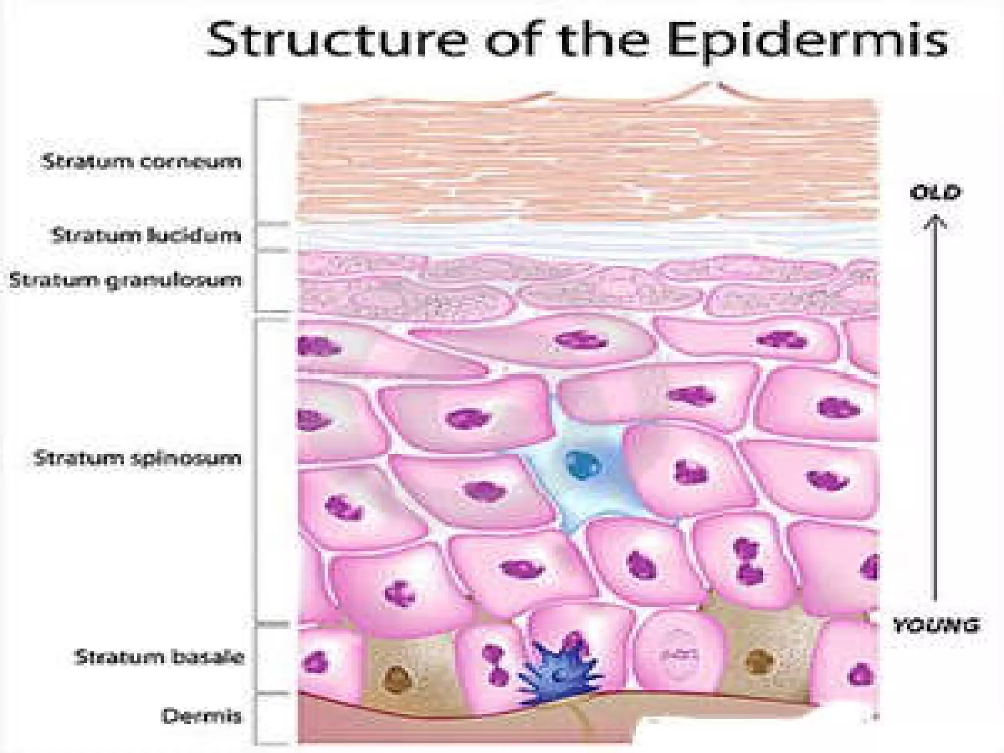 Skin & its appendages | PDF