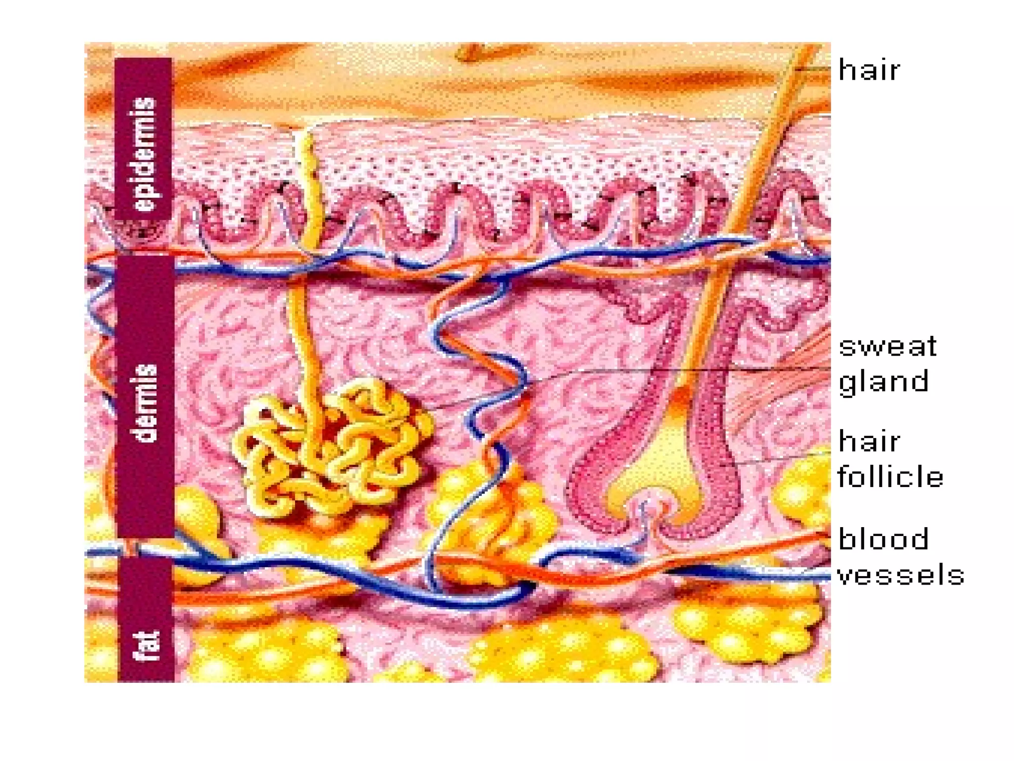 Skin anatomy | PPT