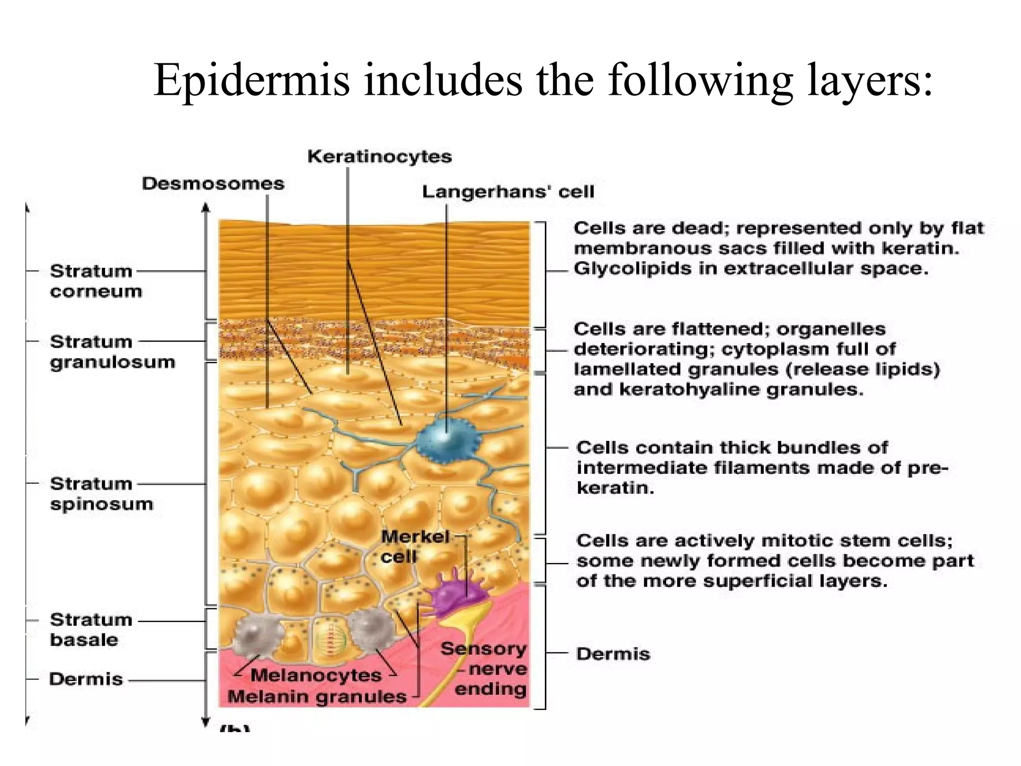 Skin anatomy | PPT