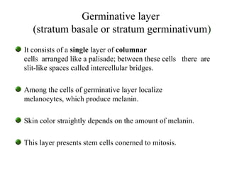 Skin anatomy | PPT