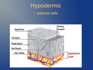 Integumentary system | PPT