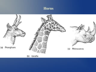 Integumentary system | PPT