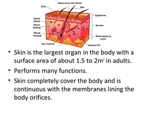 Skin | PPT
