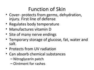 Skin | PPT