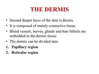 Anotomy of Skin | PPTX
