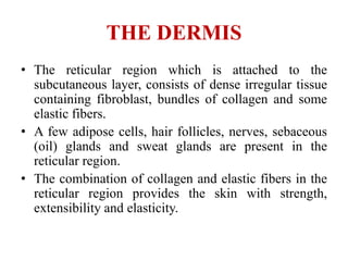 Anotomy of Skin | PPTX