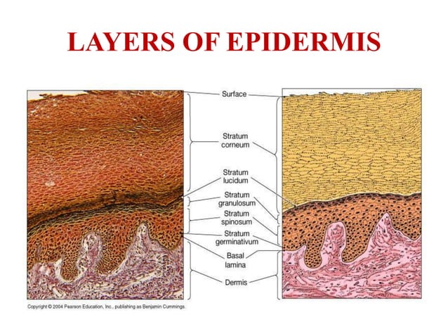Anotomy of Skin | PPTX | Skin and Dermatology | Diseases and Conditions