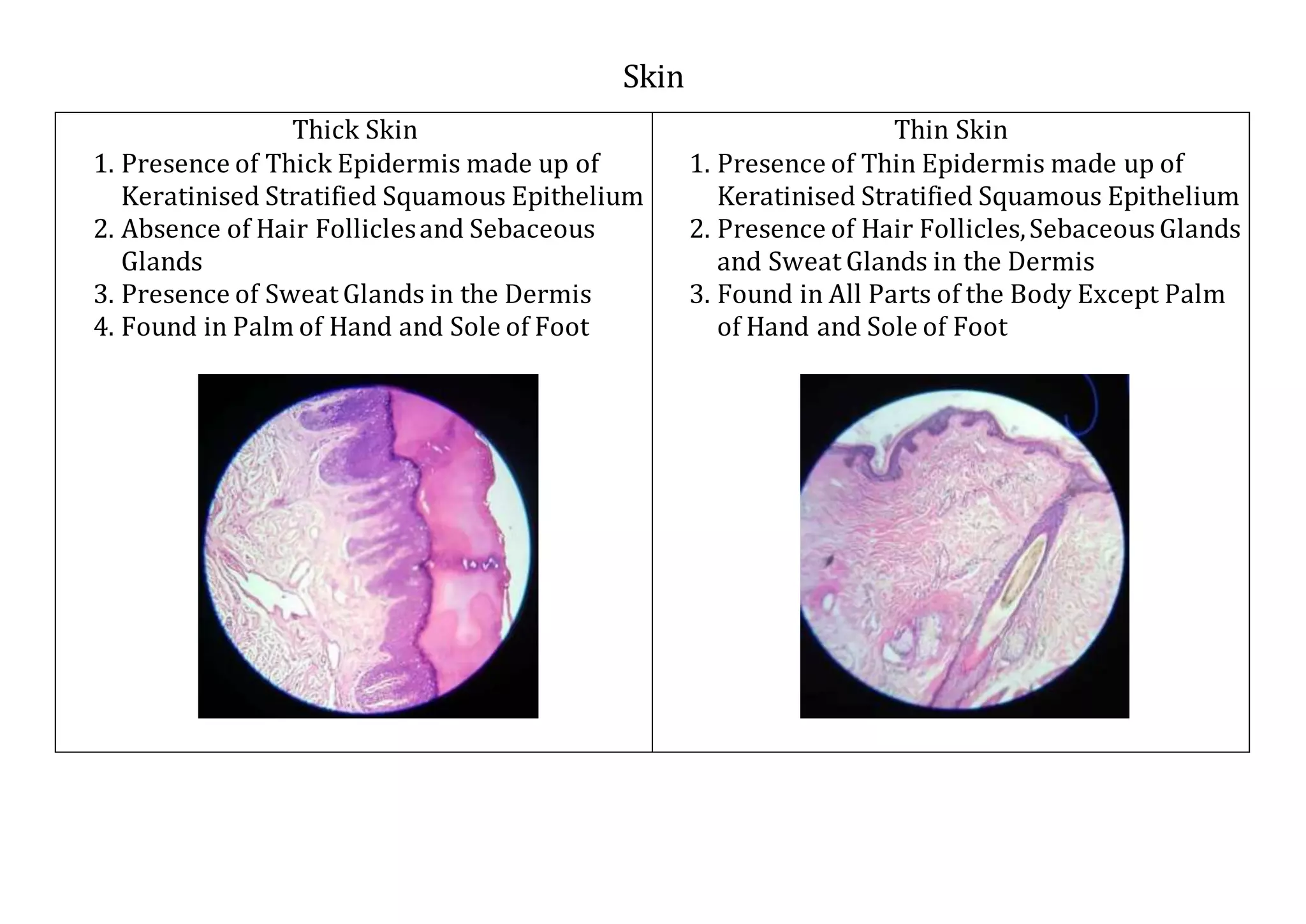 Skin | PPT