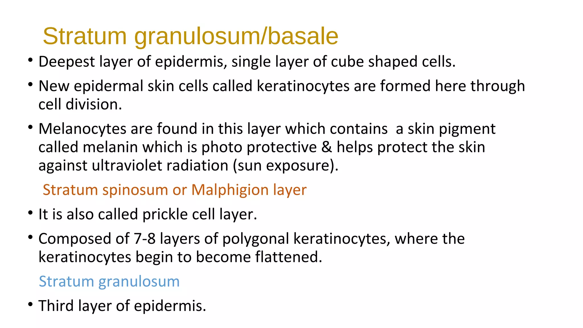 Skin structure function and disease | PPT