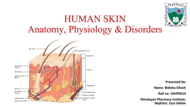 Skin structure function and disease | PPT