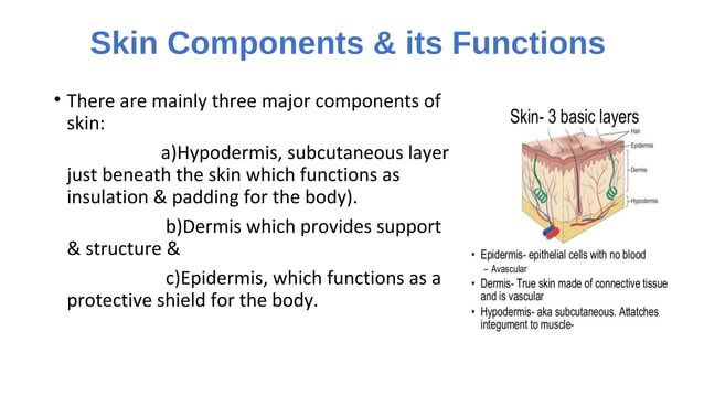 Skin structure function and disease | PPT