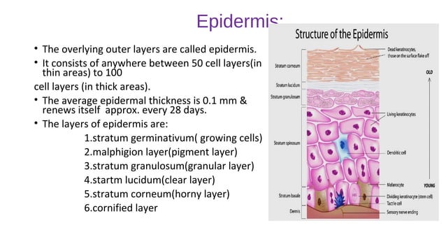 Skin structure function and disease | PPT