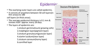 Skin Structure And Function