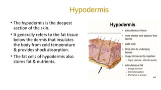 Skin structure function and disease | PPT