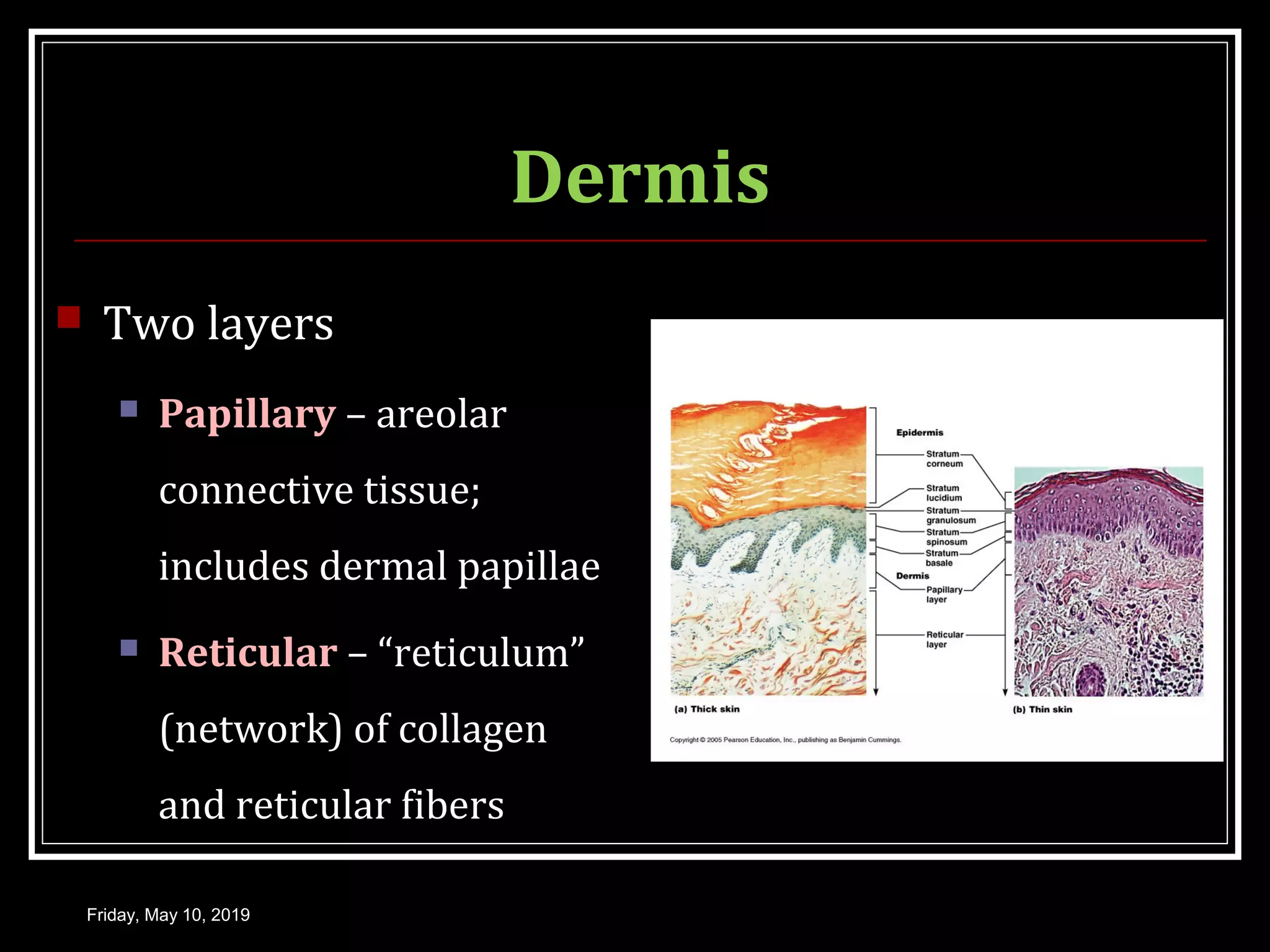 SKIN - INTEGUMENTARY SYSTEM | PPT