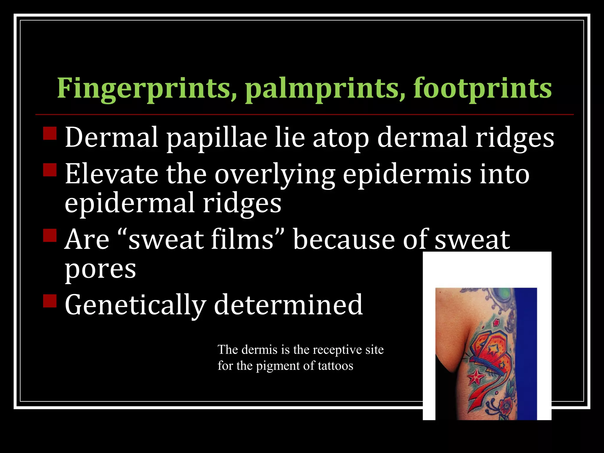 SKIN - INTEGUMENTARY SYSTEM | PPT