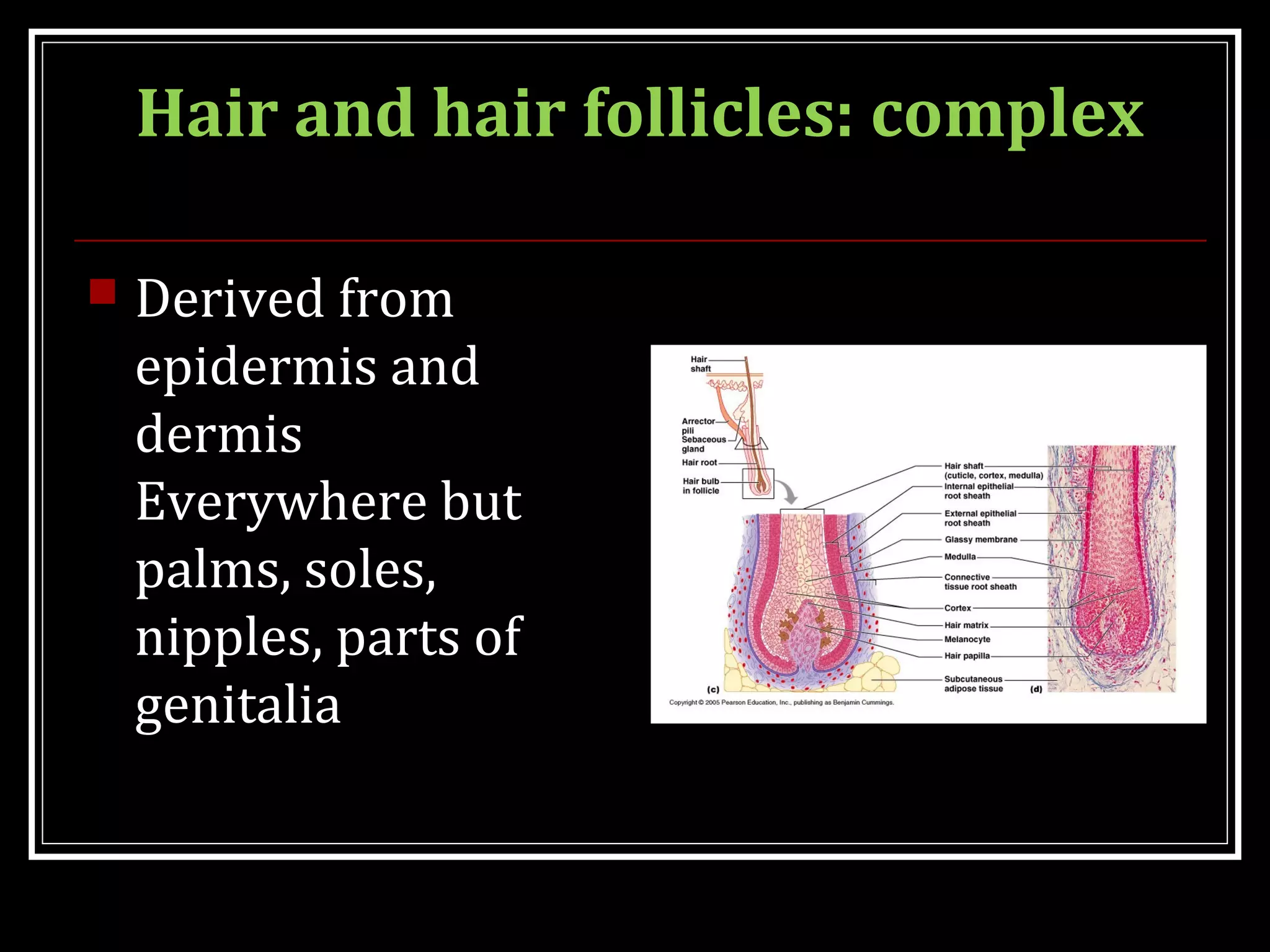 SKIN - INTEGUMENTARY SYSTEM | PPT