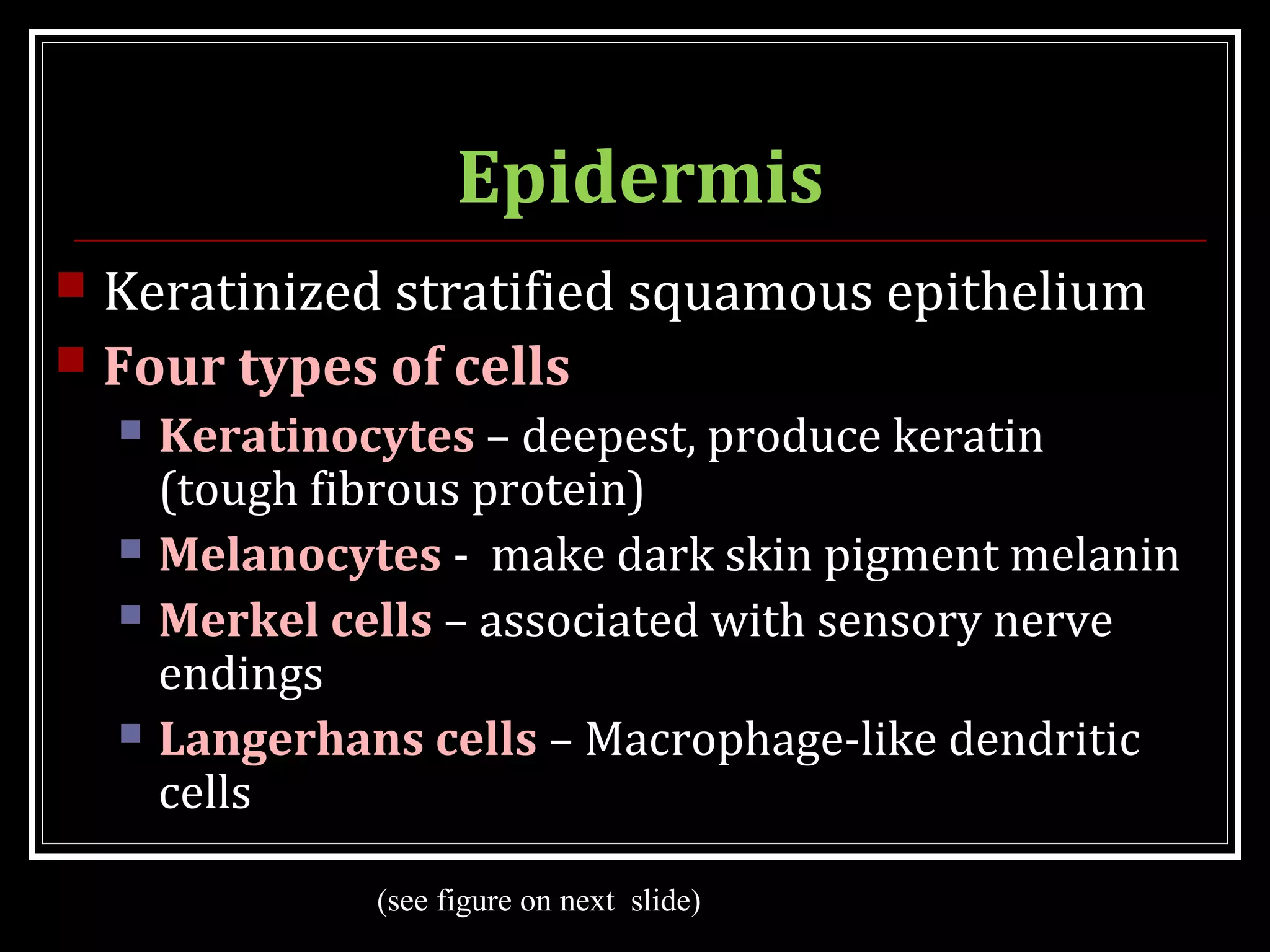 SKIN - INTEGUMENTARY SYSTEM | PPT