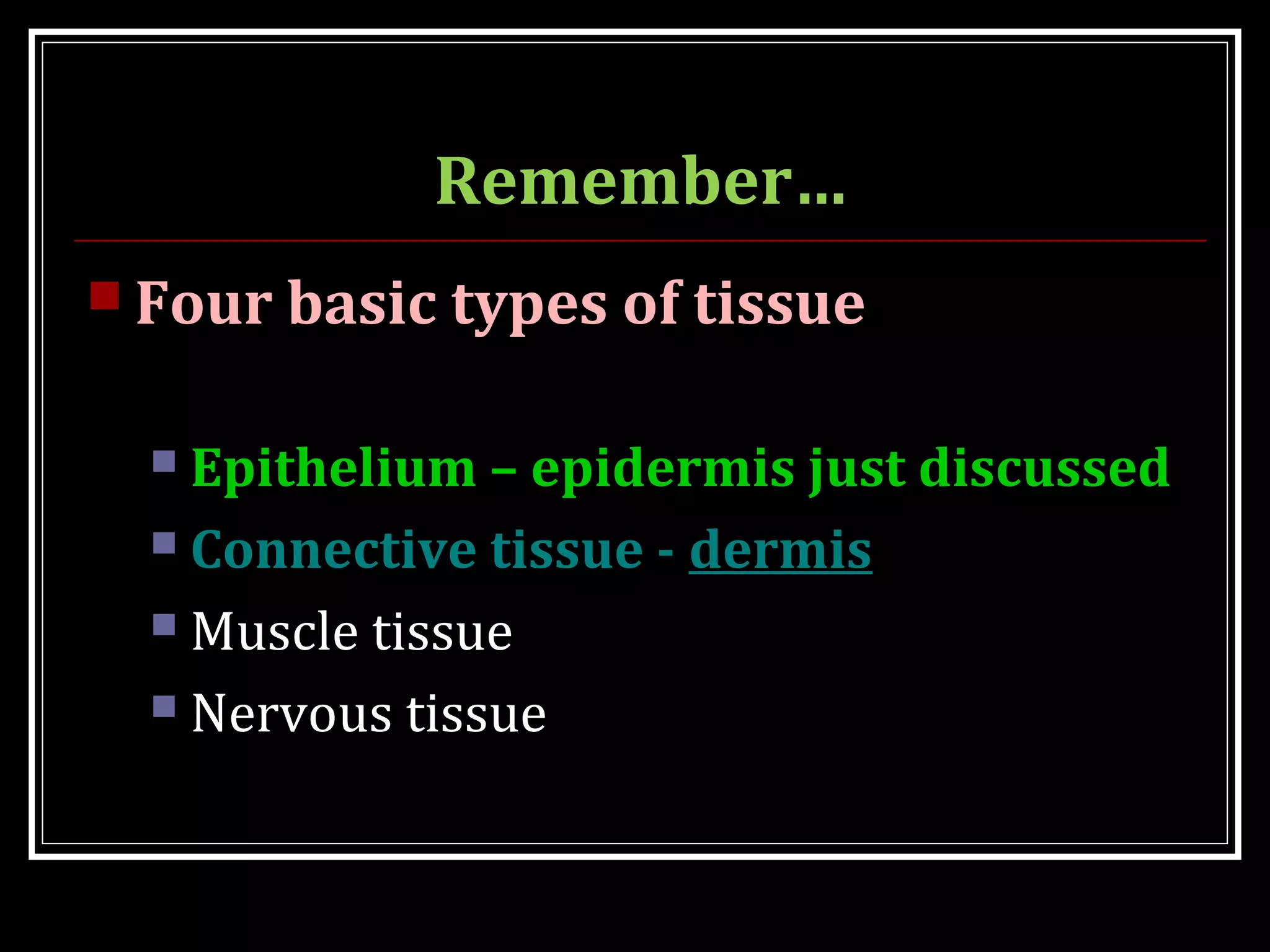 SKIN - INTEGUMENTARY SYSTEM | PPT