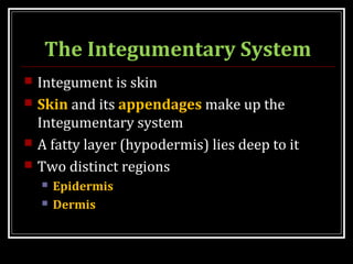 SKIN - INTEGUMENTARY SYSTEM | PPT