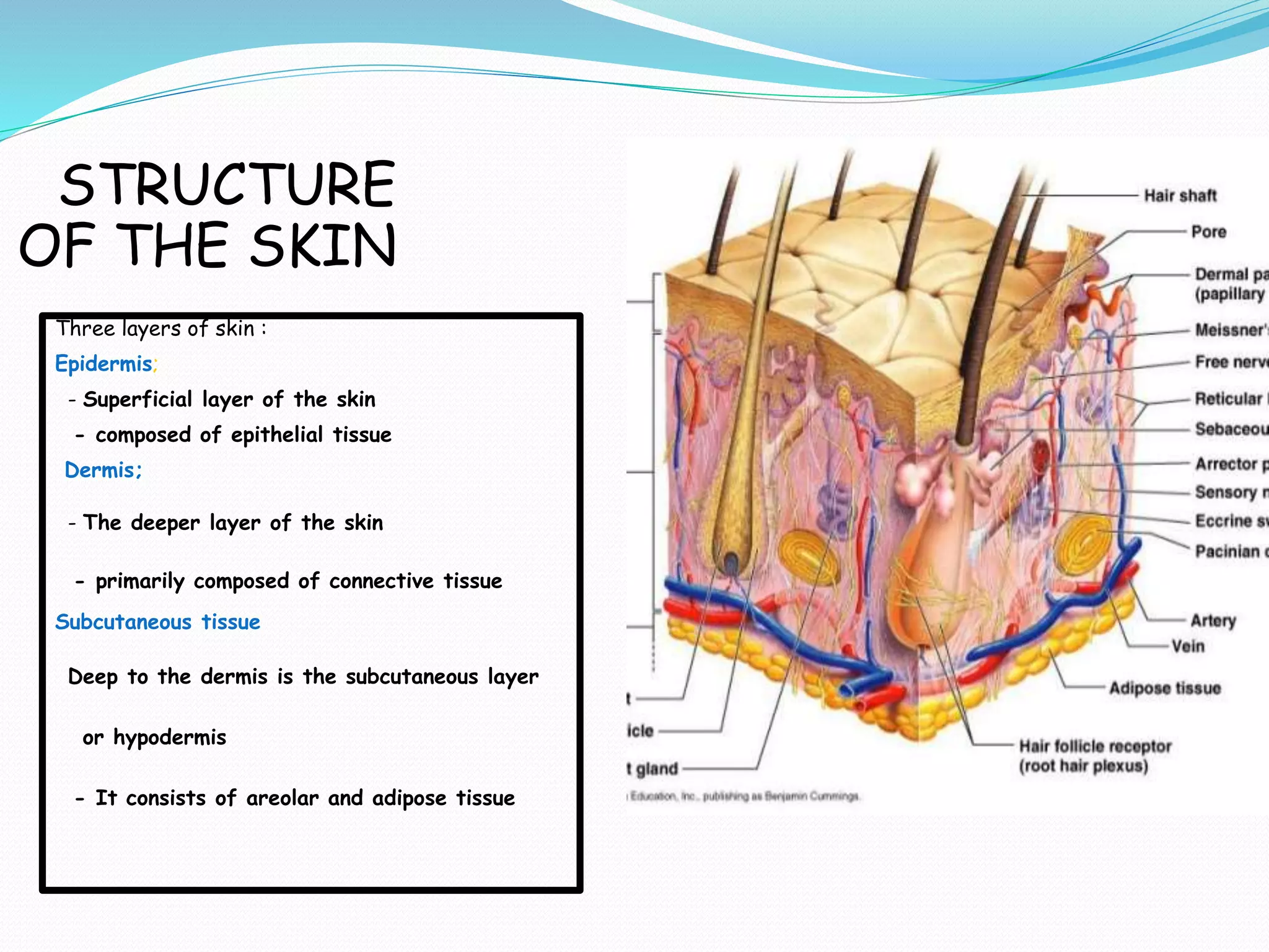 Skin anatomy and physiology | PPTX