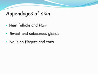 Skin anatomy and physiology | PPTX