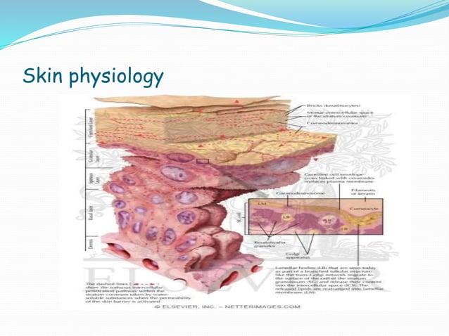 Skin anatomy and physiology | PPTX