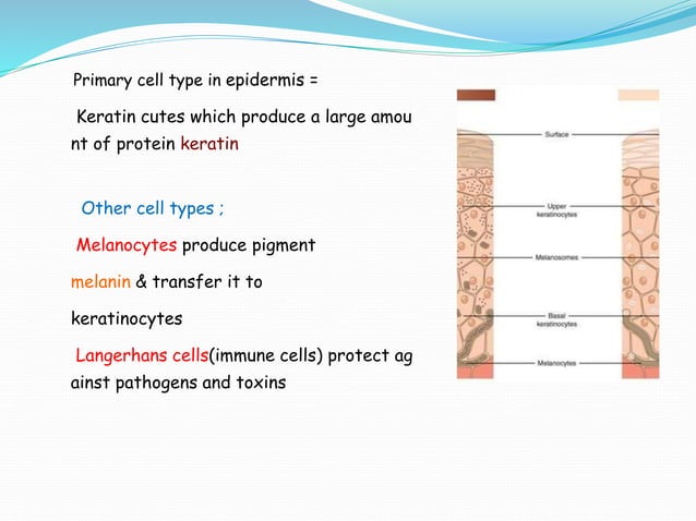 Skin anatomy and physiology | PPTX