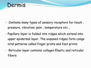 Skin anatomy and physiology | PPTX