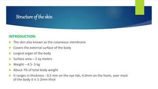 Skin | PPT