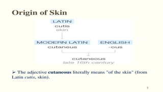 Skin | PPT