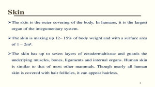 Skin | PPT