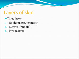 _skin.pptx | Free Download