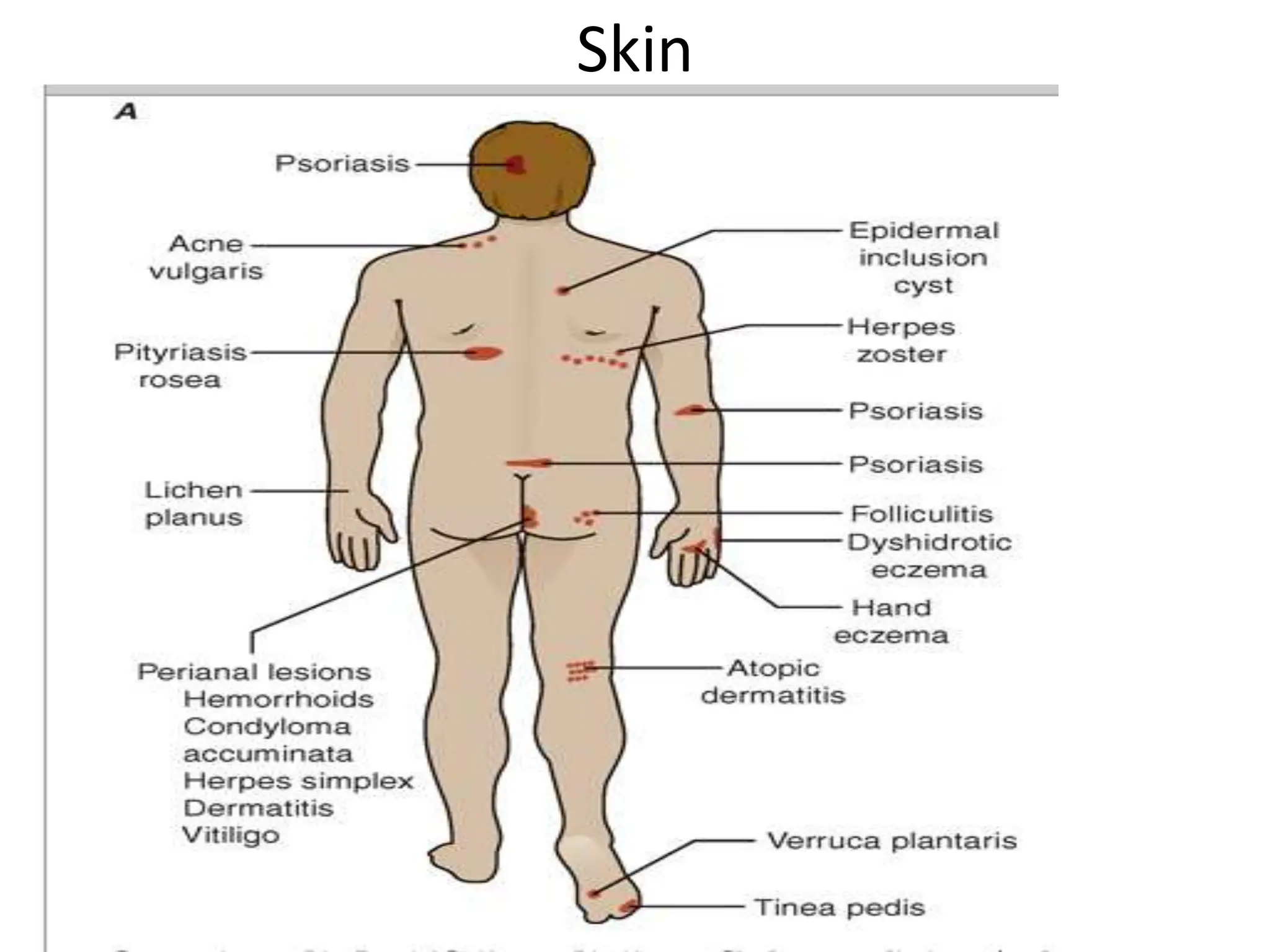 Skin.pptx