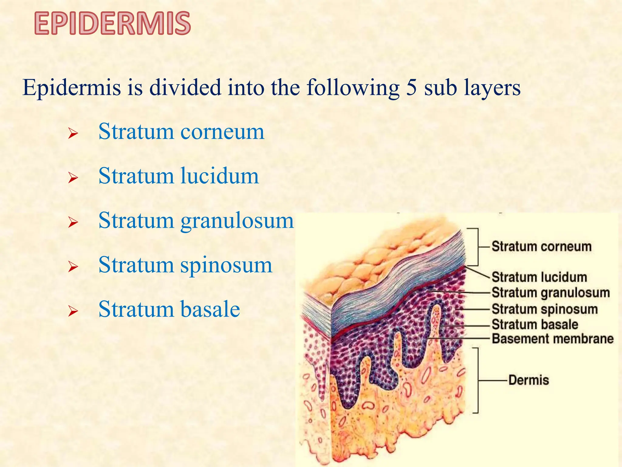 Skin-Structure & function ................ | PPTX