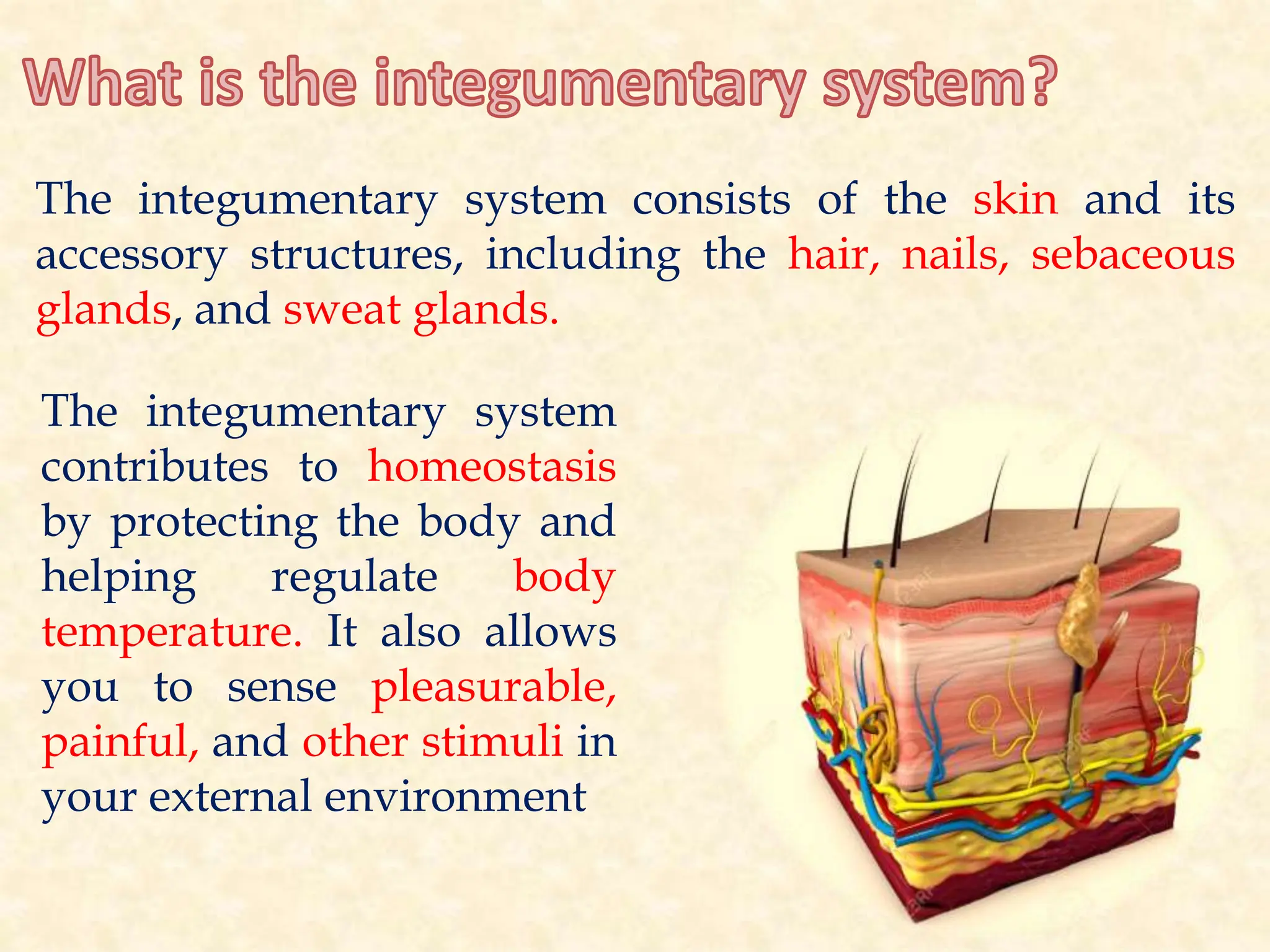 Skin-Structure & function ................ | PPTX