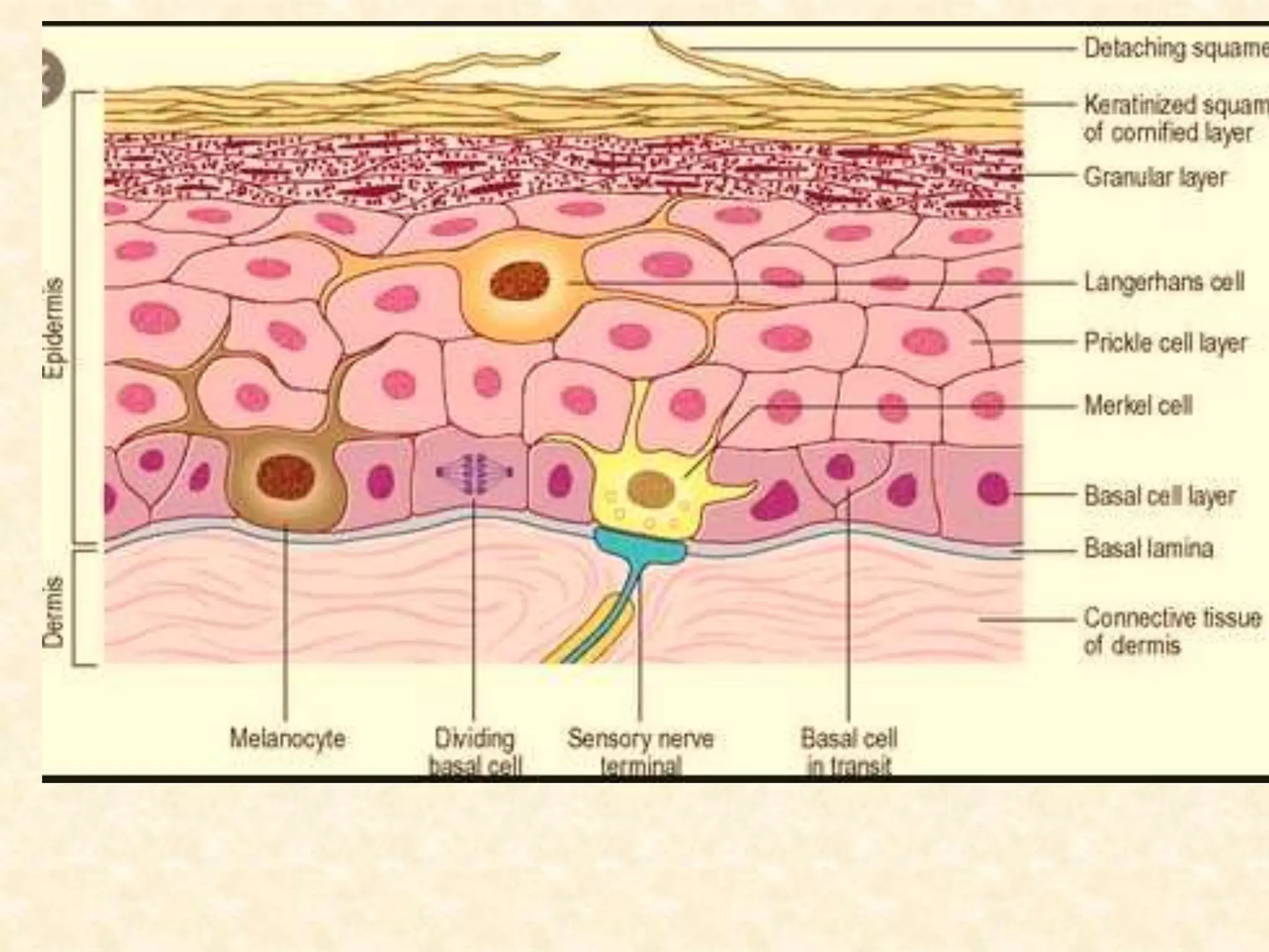 Skin-Structure & function ................ | PPTX