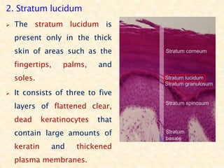 Skin-Structure & function ................ | PPTX