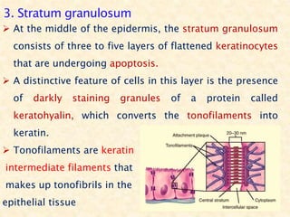Skin-Structure & function ................ | PPTX | Skin and ...