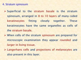 Skin-Structure & function ................ | PPTX
