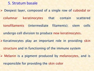 Skin-Structure & function ................ | PPTX