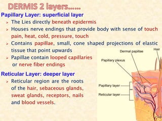Skin-Structure & function ................ | PPTX