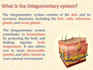 Skin-Structure & function ................ | PPTX