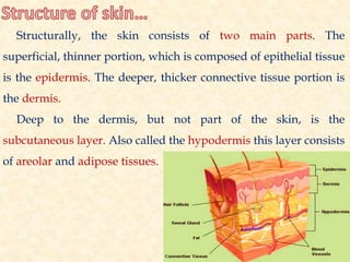 Skin-Structure & function ................ | PPTX