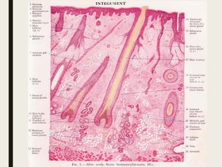 SKIN Lecture and lab - general Histo.pdf