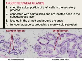 SKIN Lecture and lab - general Histo.pdf
