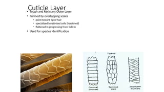 Skin human anatomy with details anatomy human | PPT
