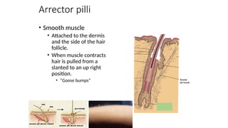 Skin human anatomy with details anatomy human | PPT