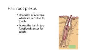 Skin human anatomy with details anatomy human | PPT